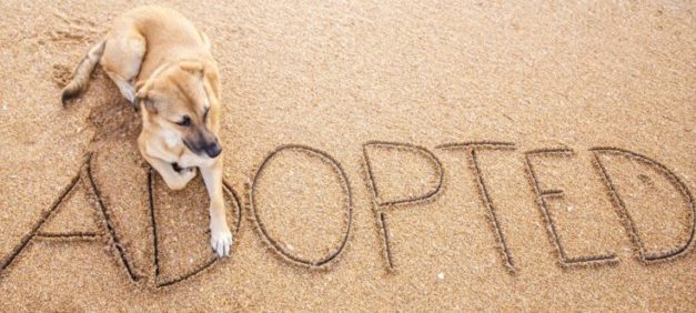 3 Dog Adoption Contract Templates PDF In 2023 Hepper