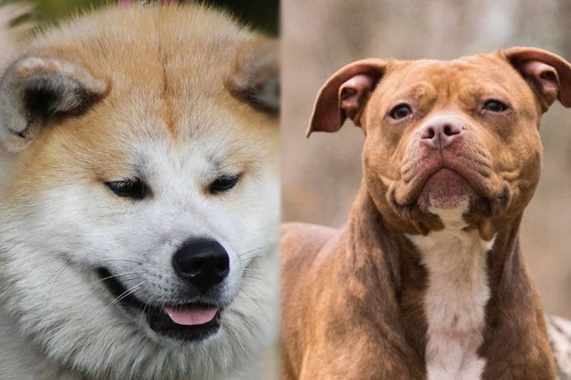 Can A American Bully And A Akita Be Friends