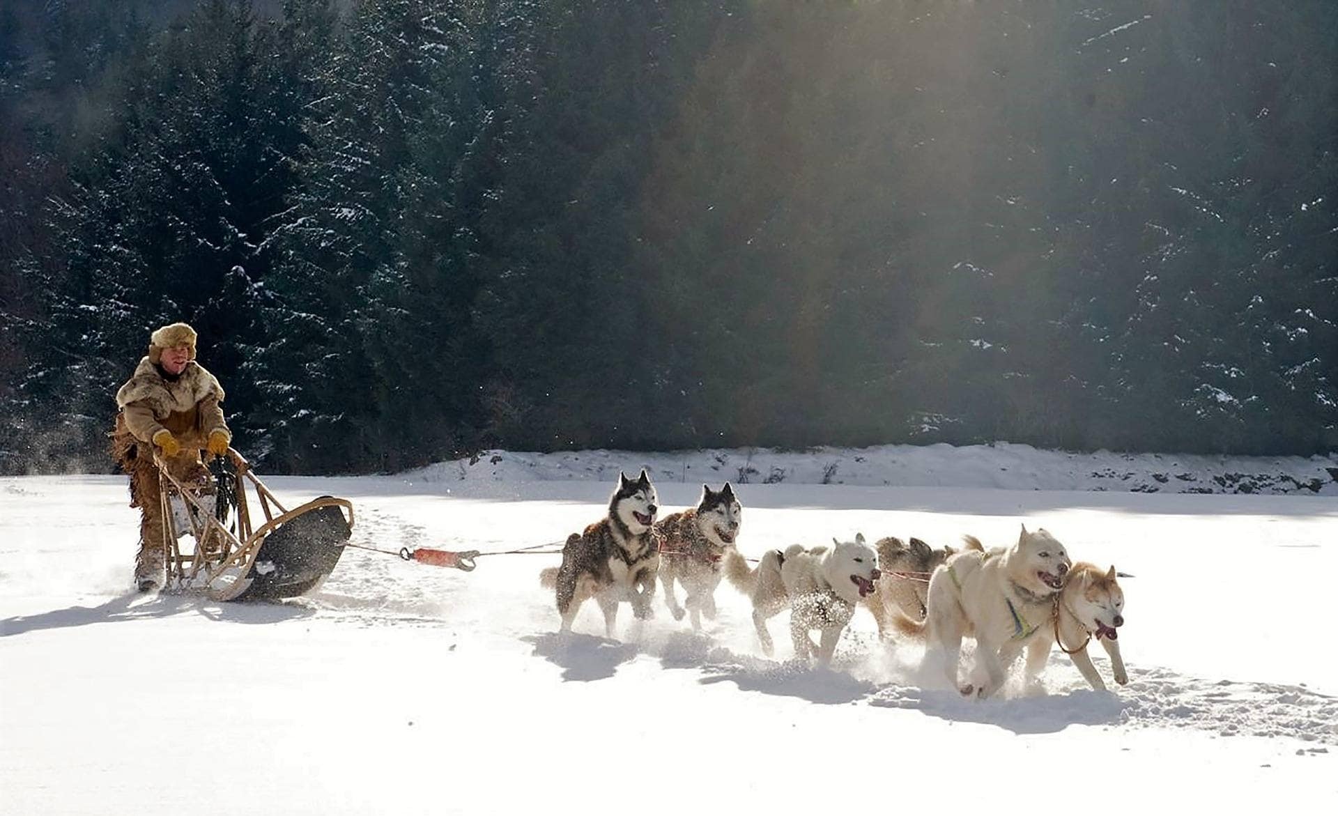 100 Sled Dog Names Gritty Tough Ideas For Brave Dogs Hepper