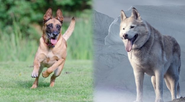 Belusky (Belgian Malinois & Husky Mix): Info, Pictures, Characteristics ...