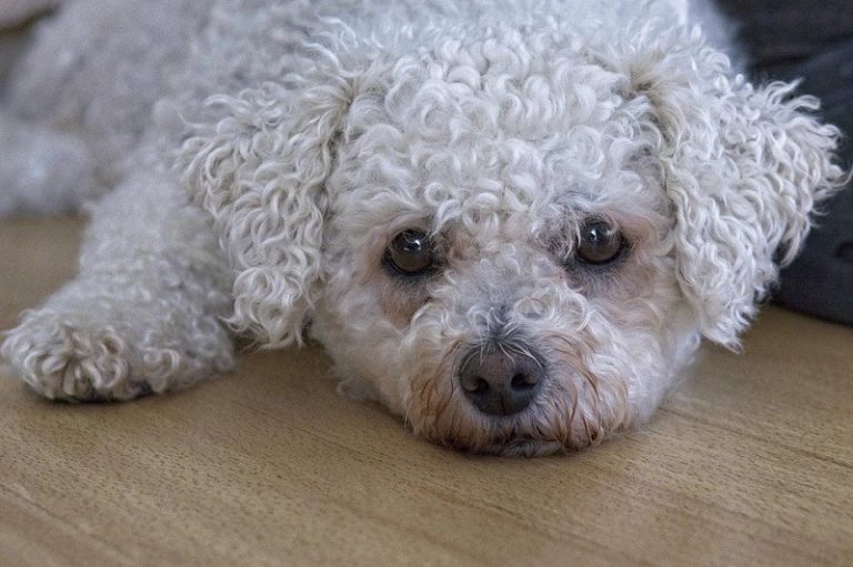 4 Beautiful Bichon Frise Colors: Variations Explained (with Pictures ...