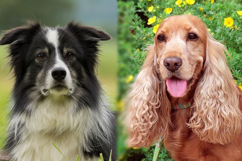 What Breed Is A Cocker Spaniel And Border Collie