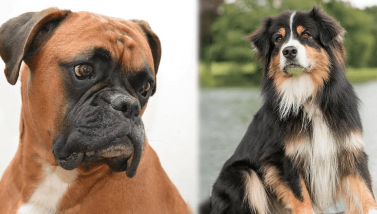 Are Australian Shepherd And Boxer Mix