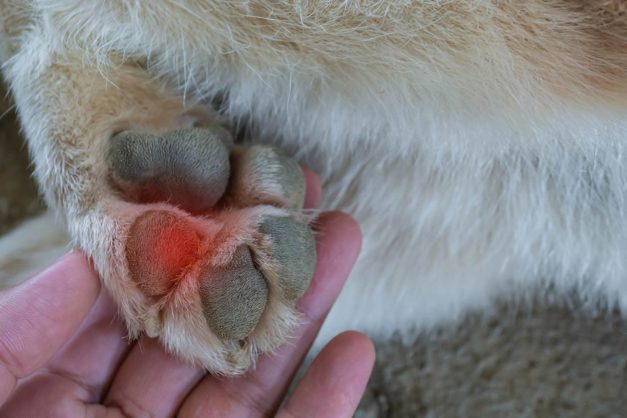 Why Is My Dog's Paw Swollen? 7 Vet-Reviewed Reasons | Hepper