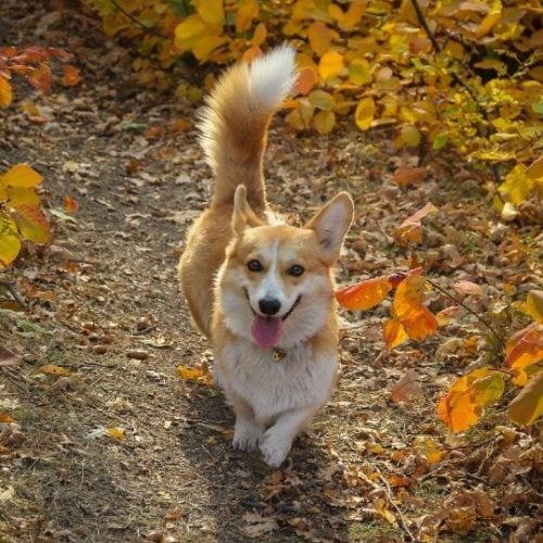Saint Pyrenees (Great Pyrenees & St Bernard Mix) Info, Pics, Facts