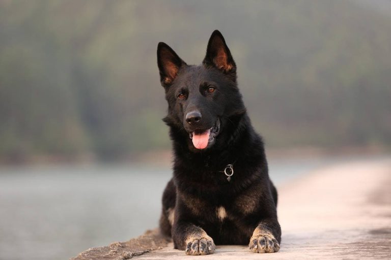West German Shepherd: Info, Pictures, Temperament, Care & More | Hepper