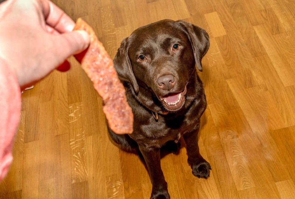 Can Bacon Hurt Dogs