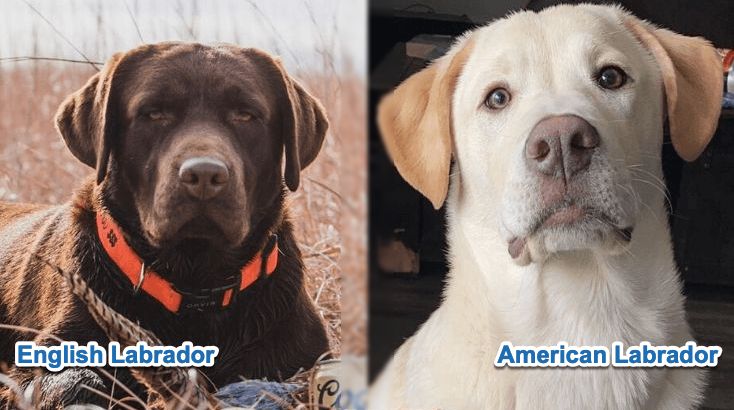 English vs American Labrador: What's the Difference? | Hepper