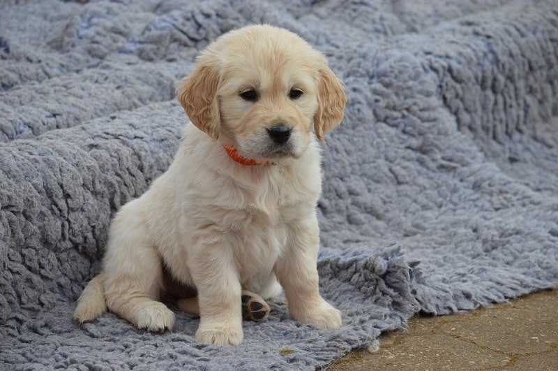 How Much Should A 6 Month Old Male Golden Retriever Weigh How Much Should A 6 Month Old Male Golden Retriever Weigh