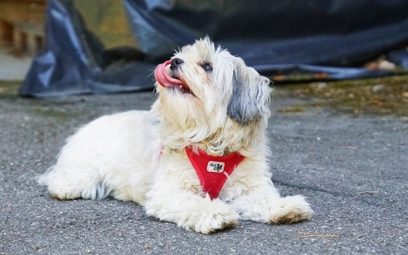 How Much Does a Havanese Cost? 2025 Price Guide | Hepper How Much Does a Havanese Cost? 2025 Price Guide | Hepper