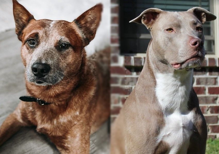 Australian Cattle Dog Pit Bull Mix Puppy