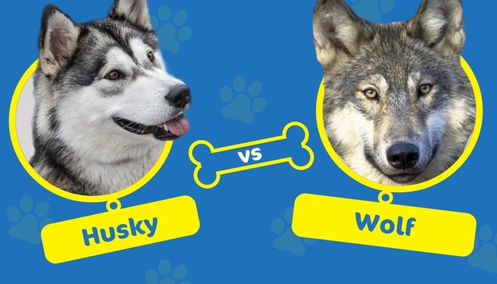 En Qué Se Diferencian Los Lobos De Los Perros