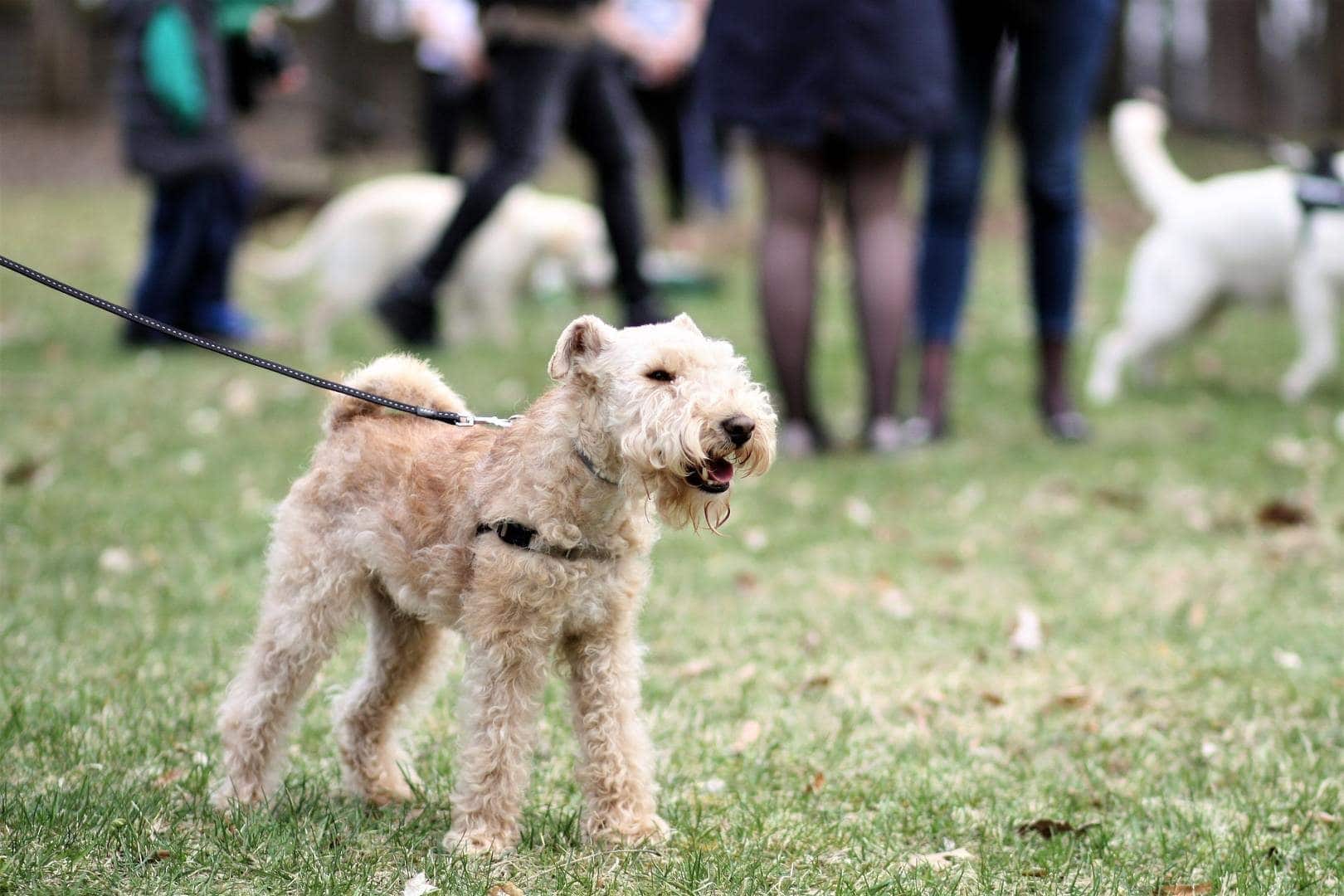 Mini Irish Terrier