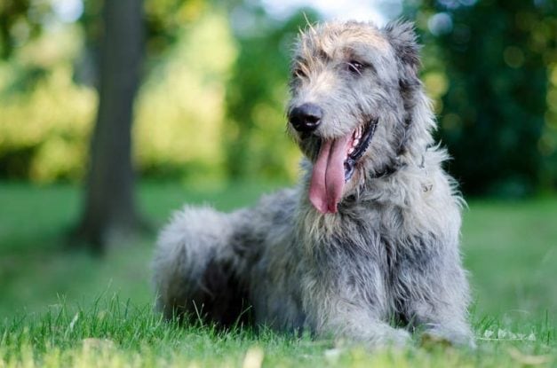 25 Gray Dog Breeds (With Pictures) | Hepper