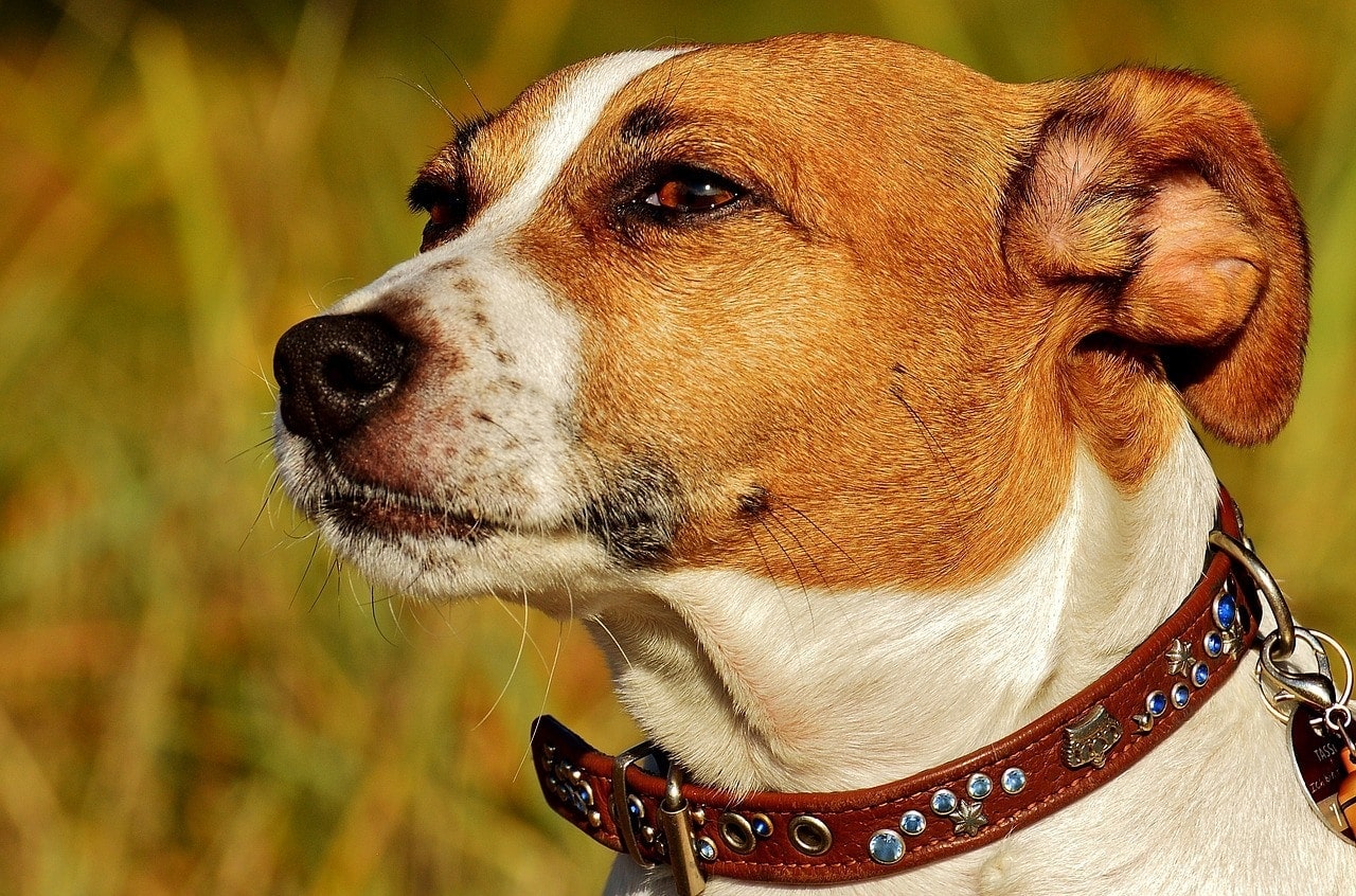 What Are The Different Types Of Terrier Dogs