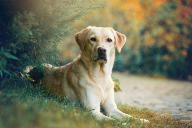 6 Labrador Colors: A Complete Overview (With Pictures) | Hepper