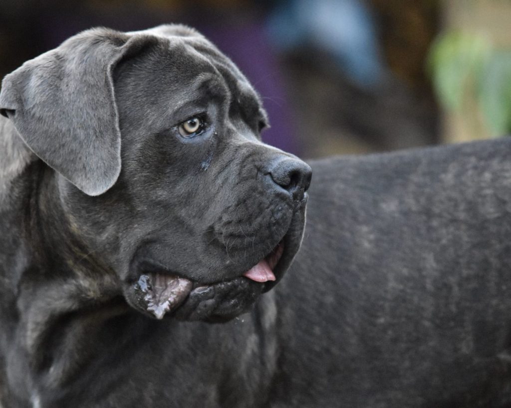 Neapolitan Mastiff Poodle Mix