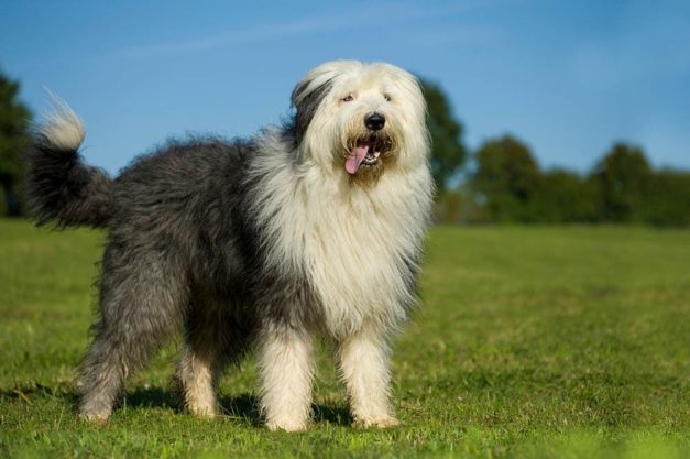 30 European Dog Breeds: A Complete Overview (With Info & Pictures) | Hepper