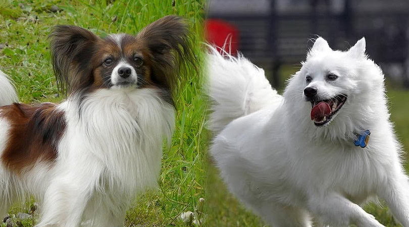 Can A American Eskimo Dog And A Papillon Be Friends