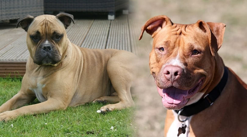 How Big Do Pit Bull Mastiffs Get