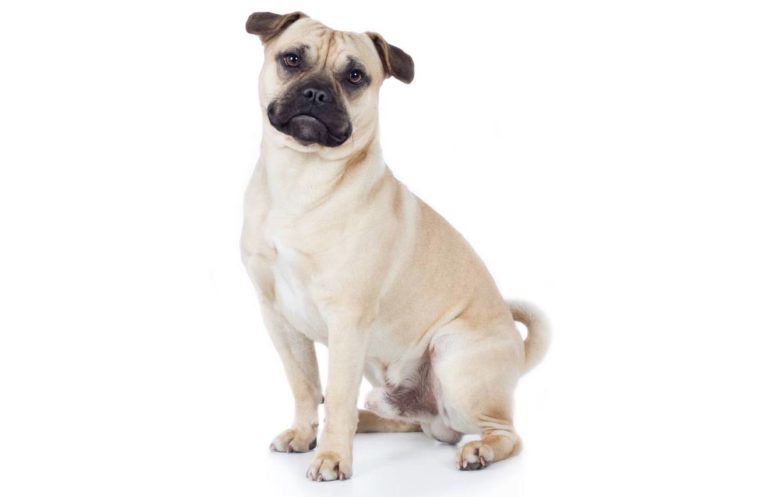 32 Pug Mixed Breeds (With Info & Pictures) | Hepper