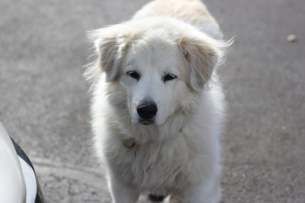 Pyrenees Husky (Great Pyrenees & Husky Mix): Info, Pictures, Traits ...