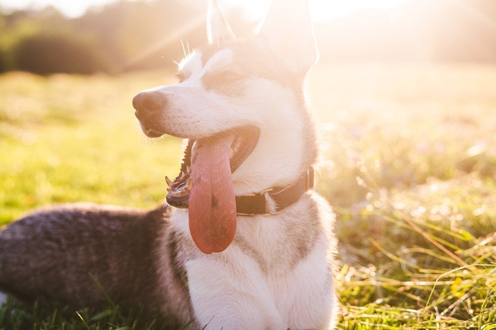 Meascán Husky Jack Russell Husky Jack: Character & Ownership Dog