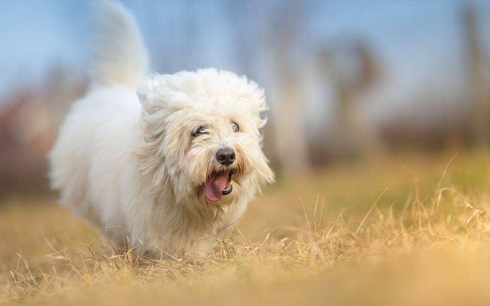Does The Coton De Tulear Grow Big