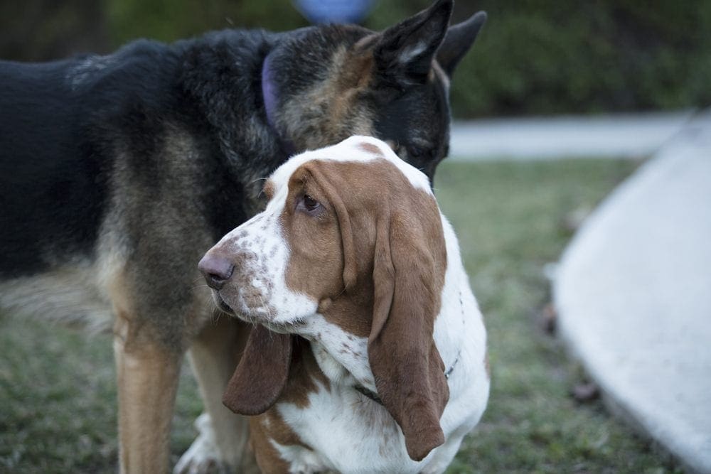 German Shepherd Basset Hound Mix Puppies