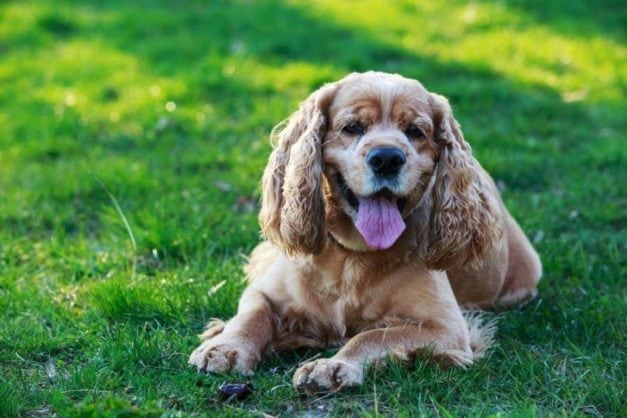 How Big Do Cocker Spaniels Get? Growth & Weight Chart – KeyPetCare.com