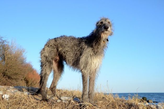 30 European Dog Breeds: A Complete Overview (With Info & Pictures) | Hepper
