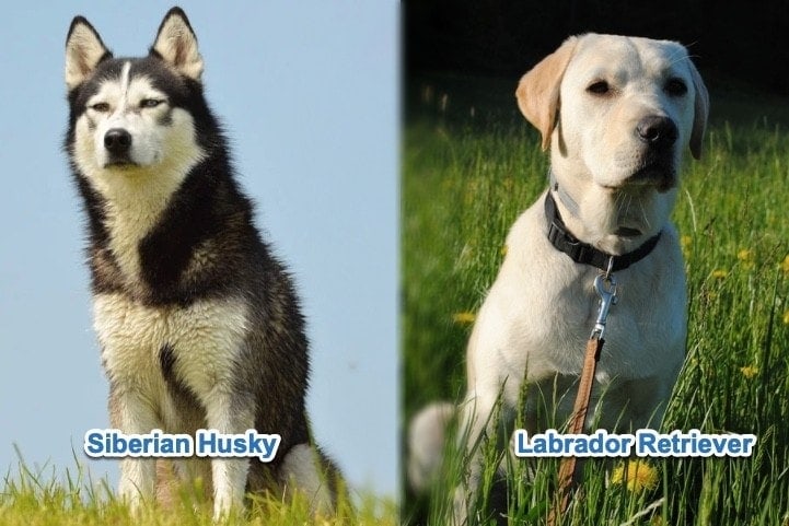 Are Husky Bigger Than A Labrador
