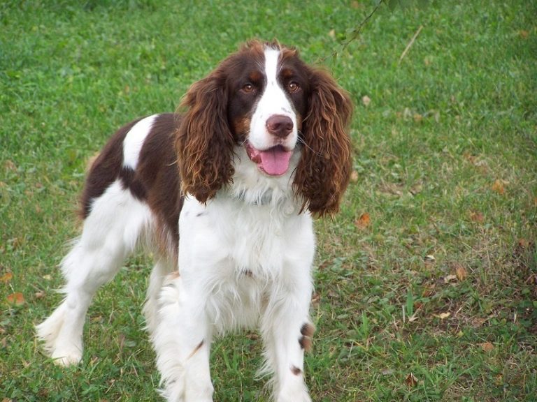 Sprocker Spaniel (English Springer Spaniel & Cocker Spaniel Mix): Info ...