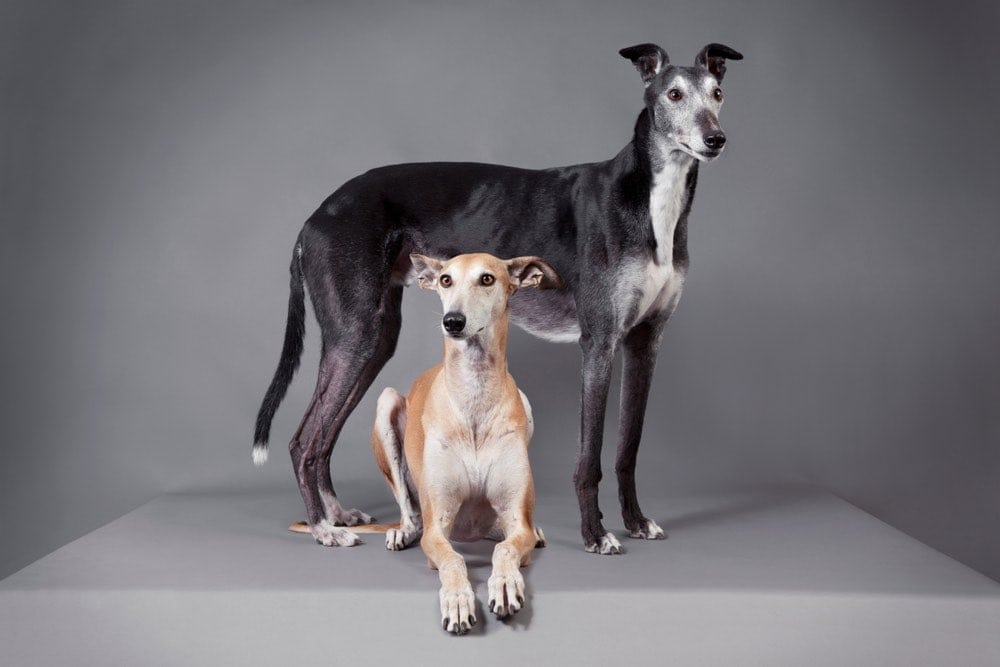 9 Types Of Greyhounds Temperament Appearance With Pictures Hepper