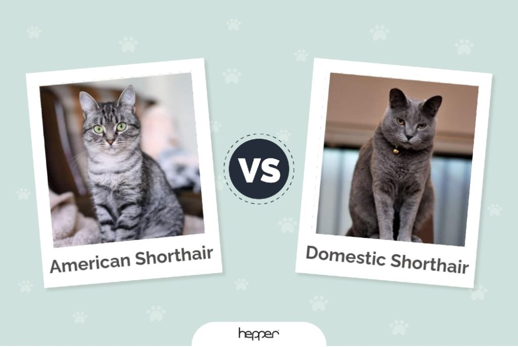 American Shorthair vs Domestic Shorthair Cats: The Differences (With ... American Shorthair vs Domestic Shorthair Cats: The Differences (With ...