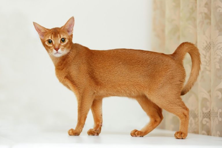 14 Strongest Cat Breeds in the World: Info, Pictures, Facts & History ...