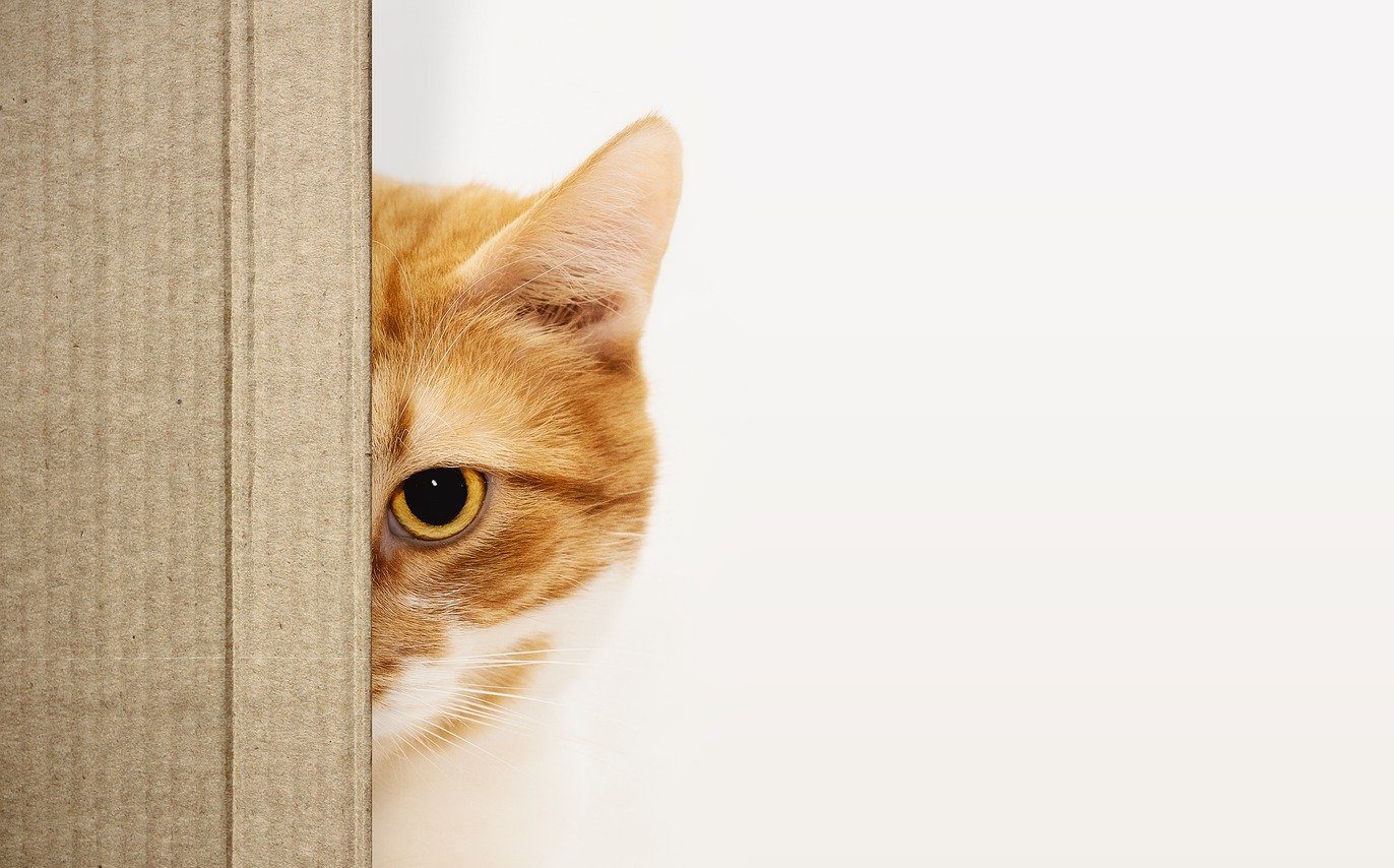 23 DIY Cardboard Cat House Plans You Can Build Today With Pictures My Pets Routine