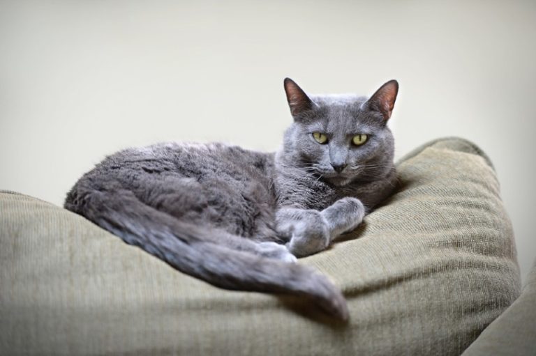 15 Grey Cat Breeds (With Info & Pictures) | Hepper