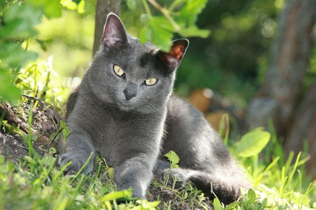 150+ Grey Cat Names: Our Top Picks for Your Grey & Silver Cat | Hepper