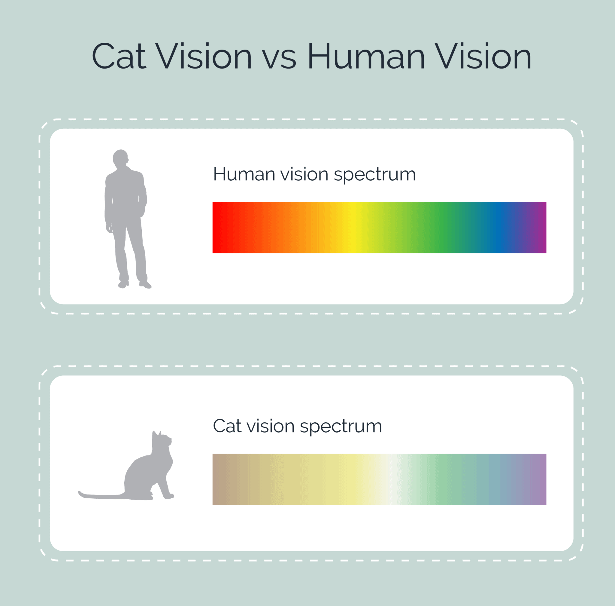 Cat Vision vs Human Vision: Comparisons & FAQ (With Infographic) | Hepper