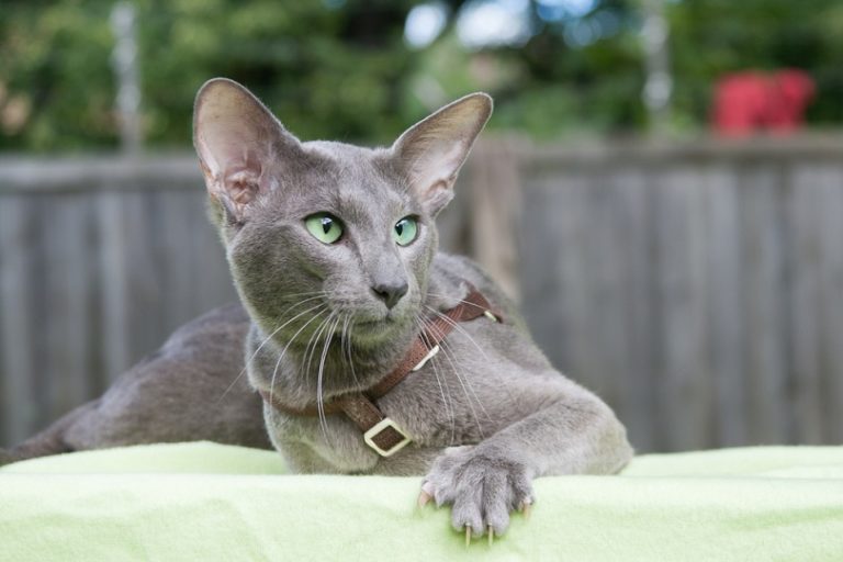 16 Skinny Cat Breeds (With Info & Pictures) | Hepper