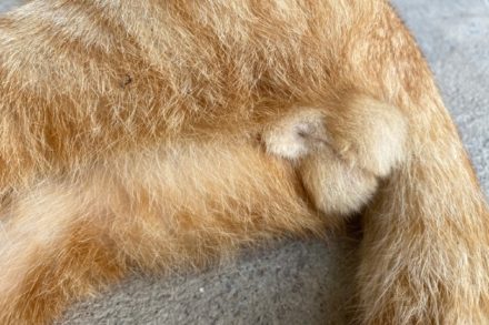 Neutered vs Unneutered Male Cat: Pictures, Vet-Approved Differences ...