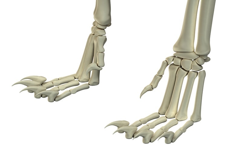 How Many Bones Do Cats Have The Skeletal Anatomy Of A Cat With How Many Bones Do Cats Have The Skeletal Anatomy Of A Cat With