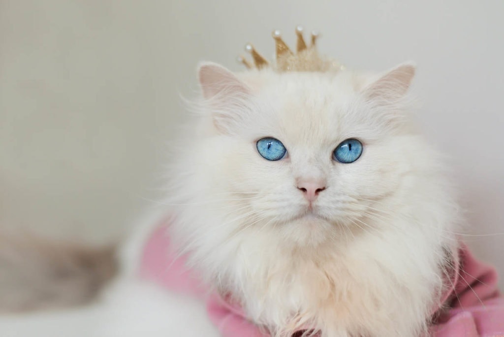White Ragdoll Cat: Pictures, Facts, Origin & History | Hepper