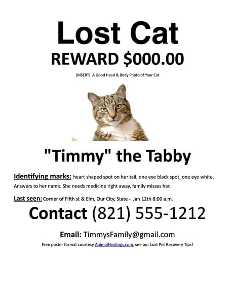 How To Make A Lacking Cat Poster 7 Templates What To Embrace 