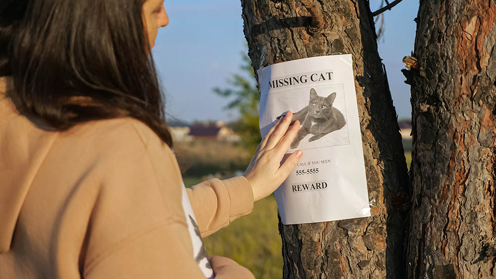 How To Make A Missing Cat Poster 7 Templates What To Include My 
