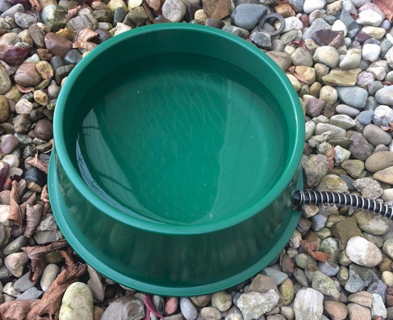 10 Best Heated Water Bowls for Cats – 2025 Reviews & Top Picks | Hepper