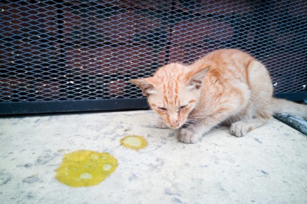 Why Did My Kitten Throw Up 11 Possible Reasons Hepper why-did-my-kitten-throw-up-11-possible-reasons-hepper