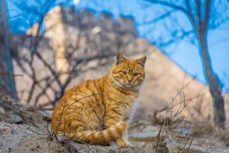 8 Different Types of Cat Tails (With Pictures) | Hepper