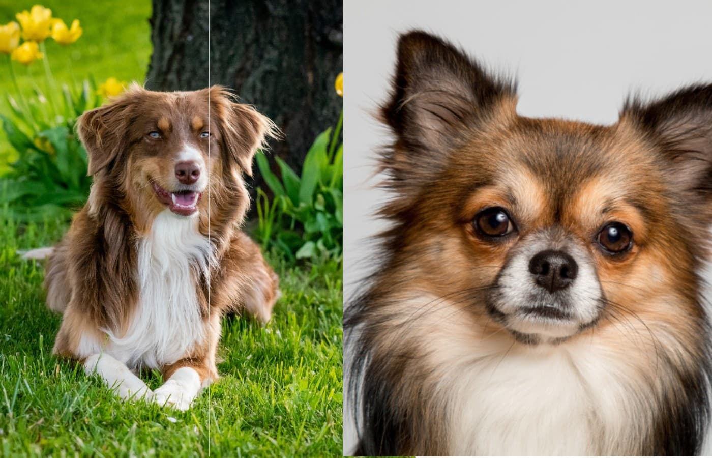 Australian Shepherd Chihuahua Mix: Pictures, Temperament & Traits | Hepper